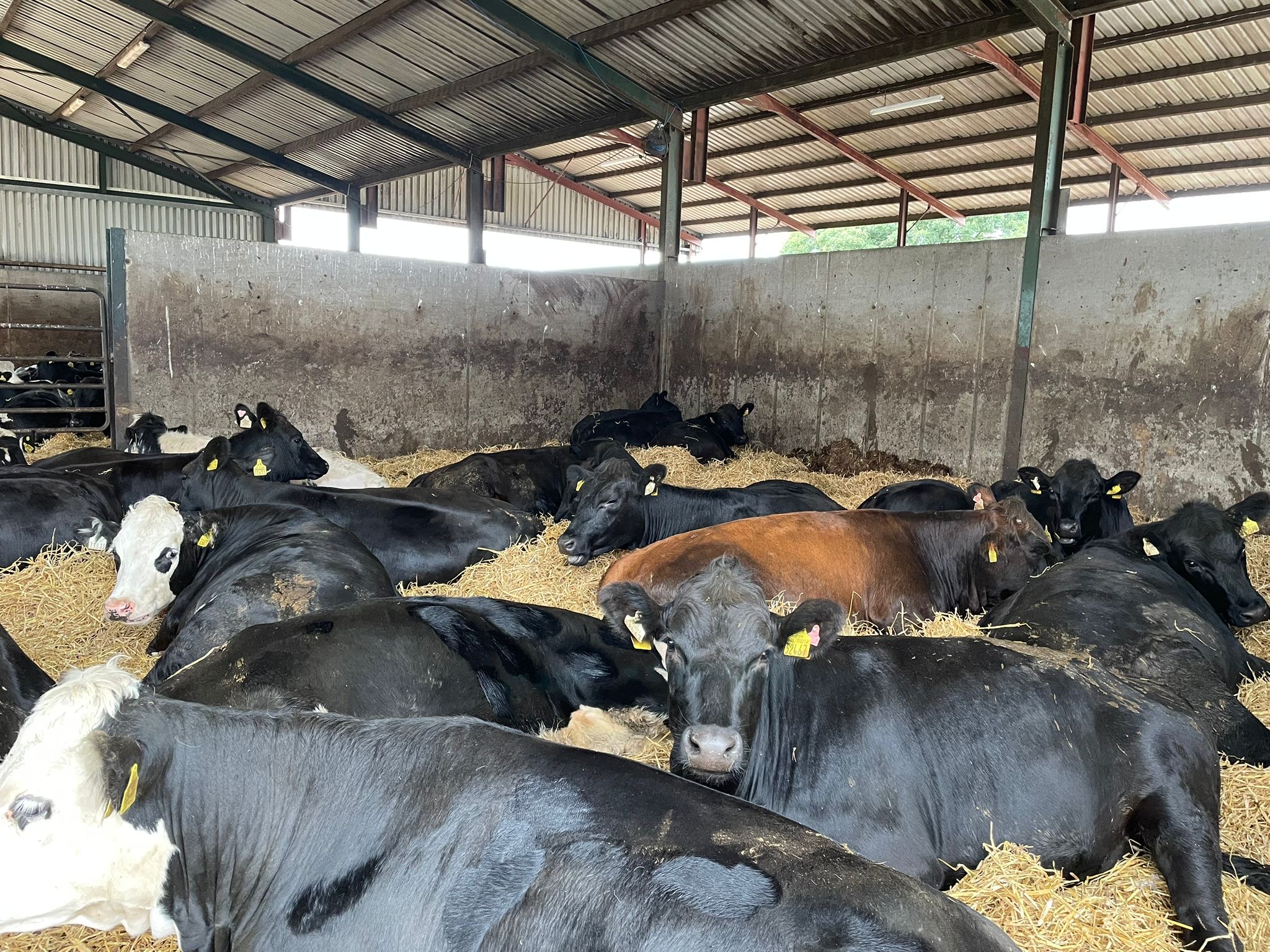 ABP Demo Farm: What weight are cattle housed at for finishing ...