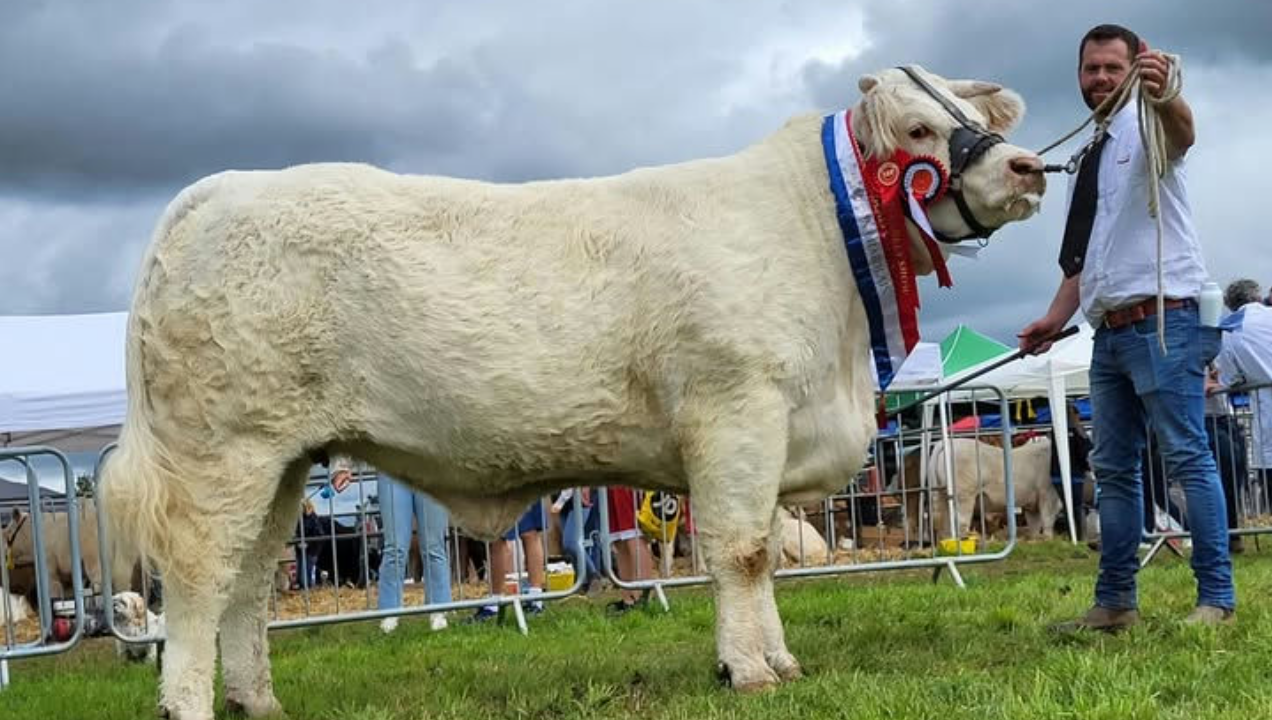 Impressive selection features in Goldstar Charolais production sale ...