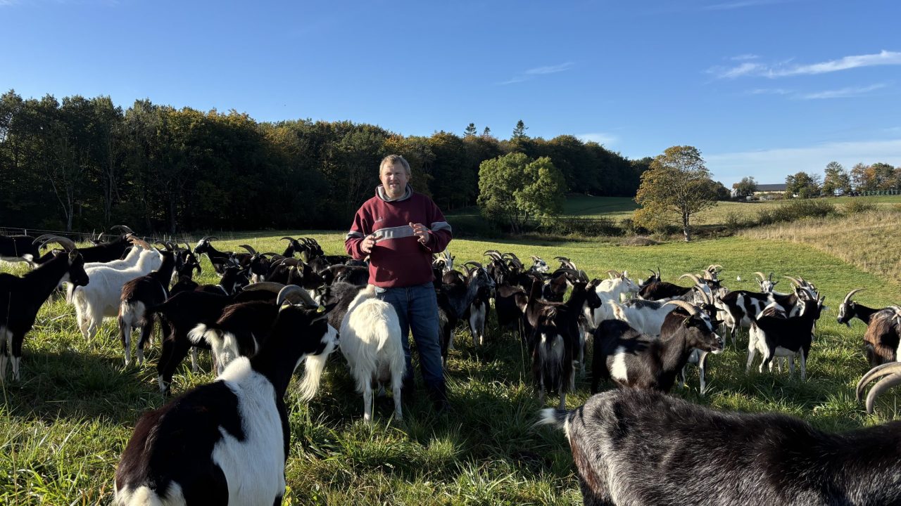 Watch: From finance careers to cheesemaking on a goat farm in Denmark ...