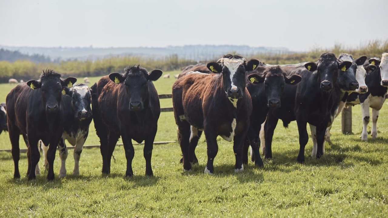Lidl GB to invest £30 billion in 'British food and farming industry ...