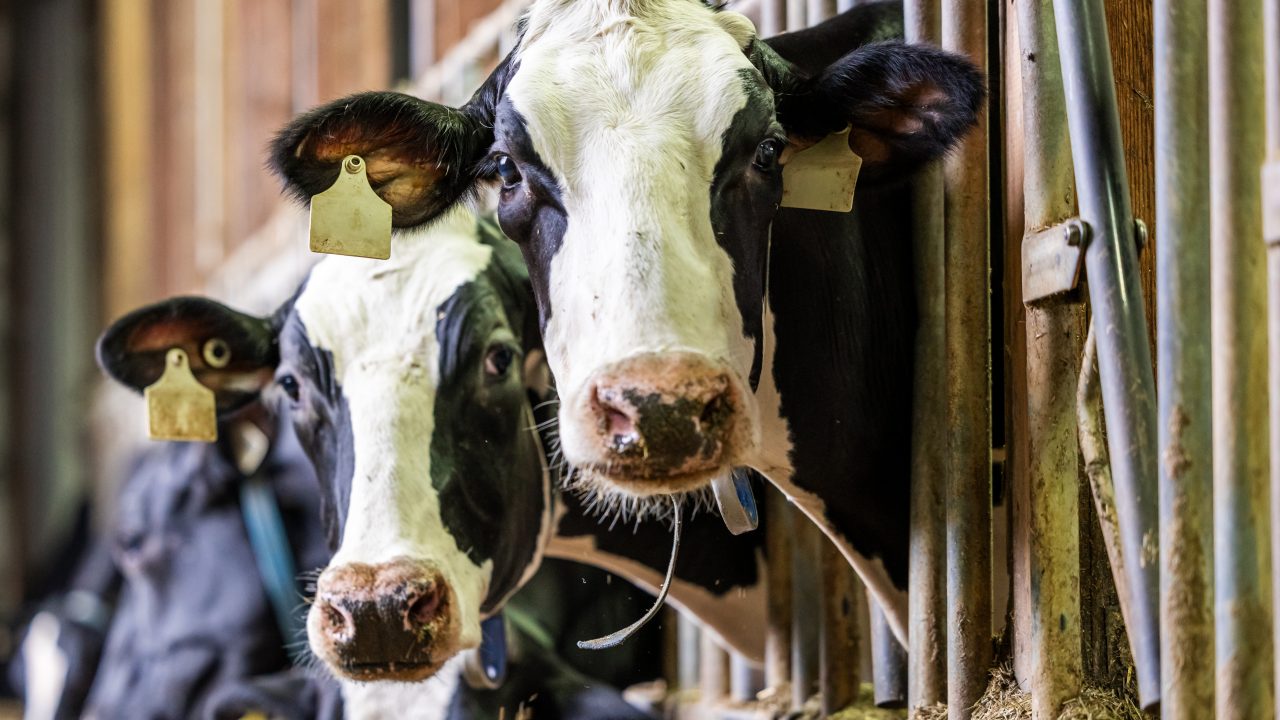 Explainer: Knowing which cattle are factory fit - Agriland.ie