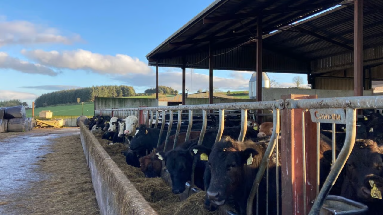 ABP Demo Farm: Weanling weights and cattle kill out results - Agriland.ie