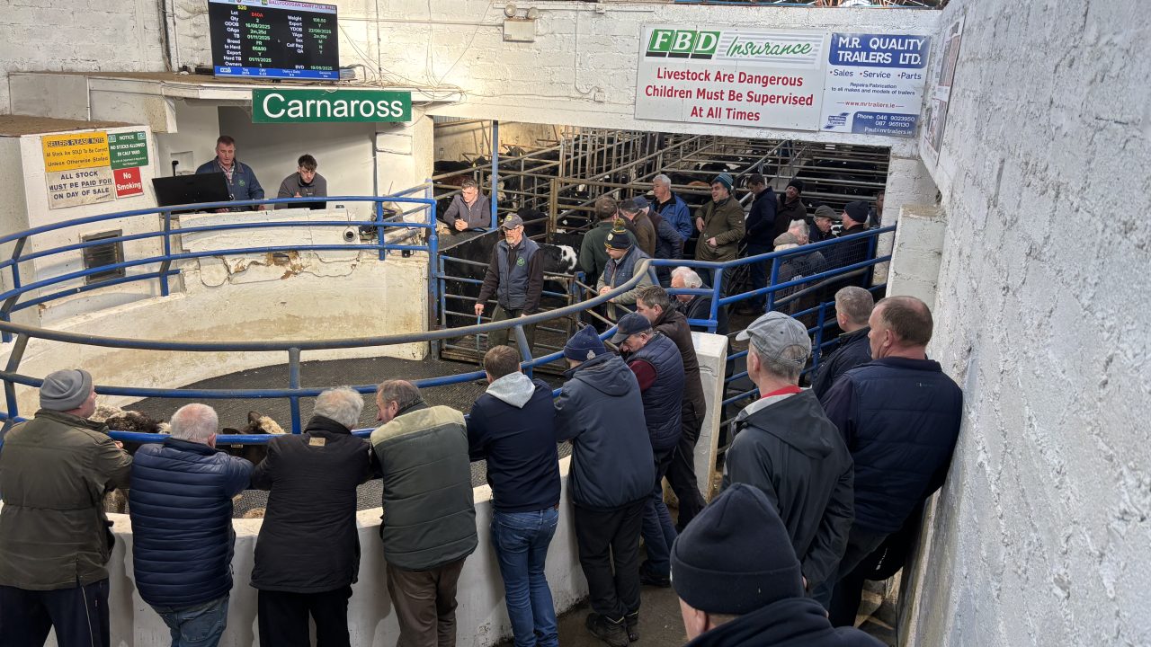 Gallery: A look at calf and runner prices from Carnaross Mart - Agriland.ie