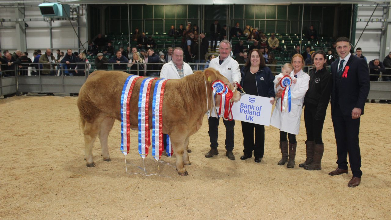 Outstanding Charolais heifer wins RUAS Commercial Beef Championship ...