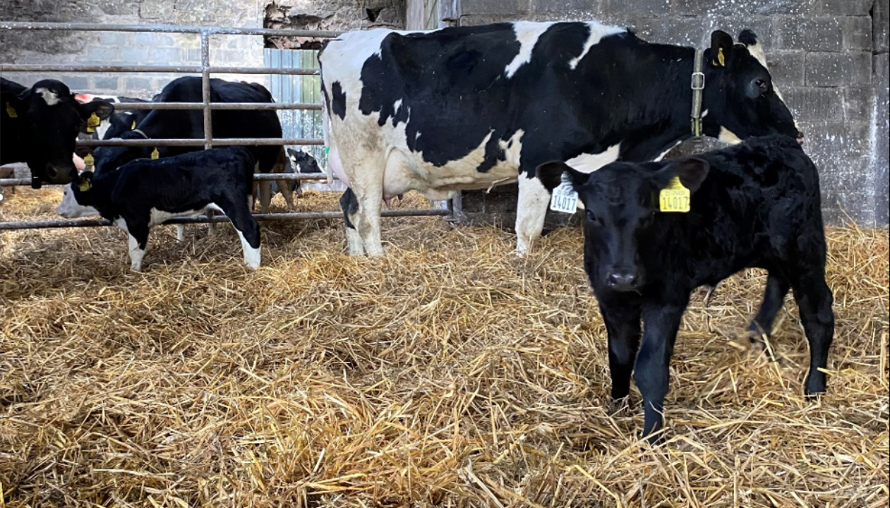 Numbers of BVD-positive herds on a downward trend - Agriland.ie