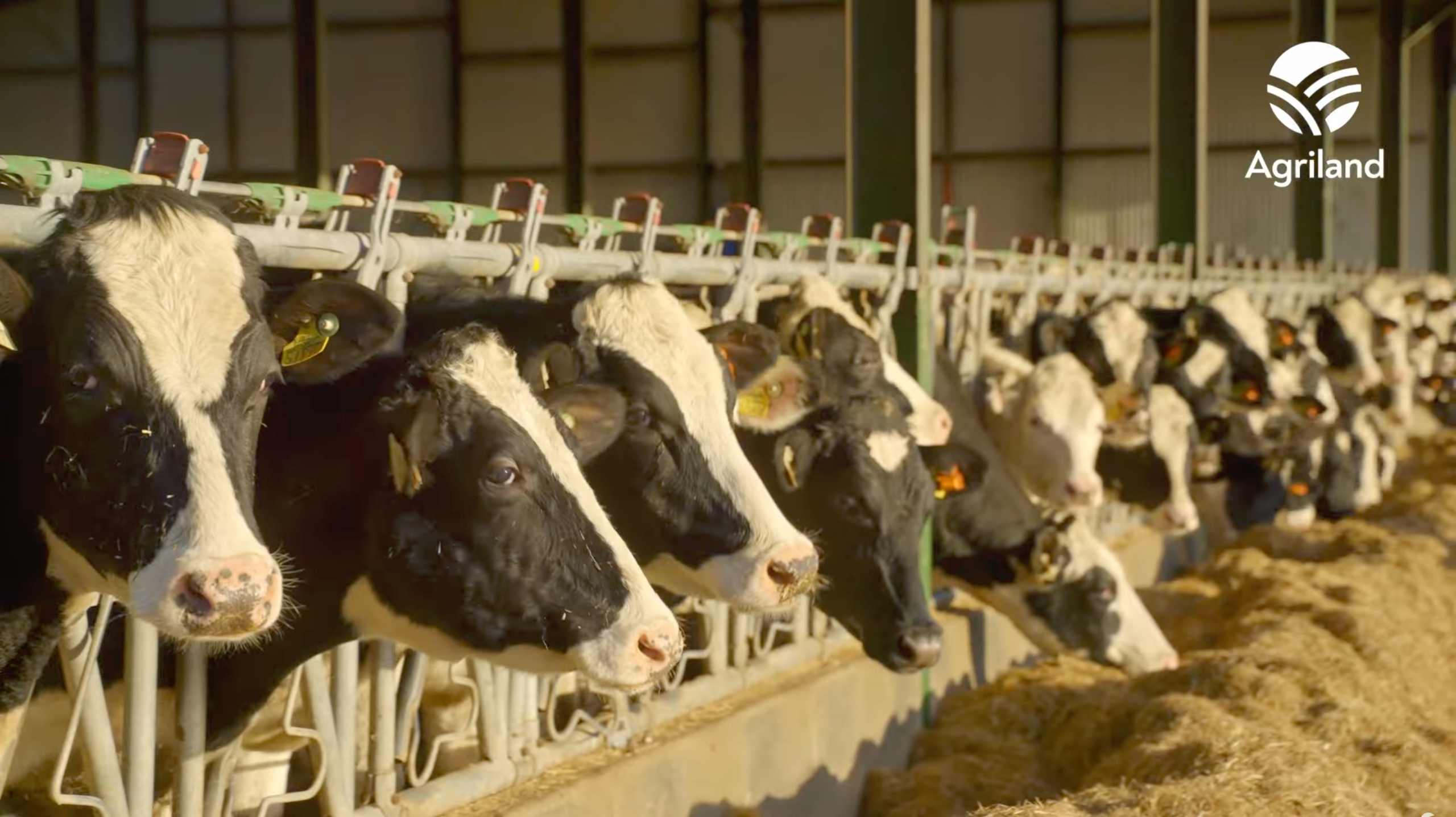 Award winning Hallow Holsteins and its ‘unbelievable year’ - Agriland.ie