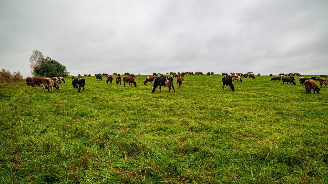 Average price of agri output in EU down 2.9% in Q1 2026 - Agriland.ie
