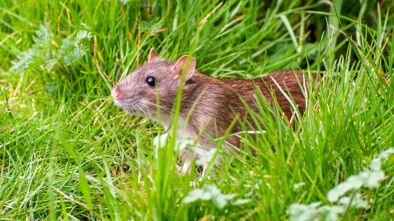 Rodent control on farms 'essential to ensure food hygiene' - Agriland.ie
