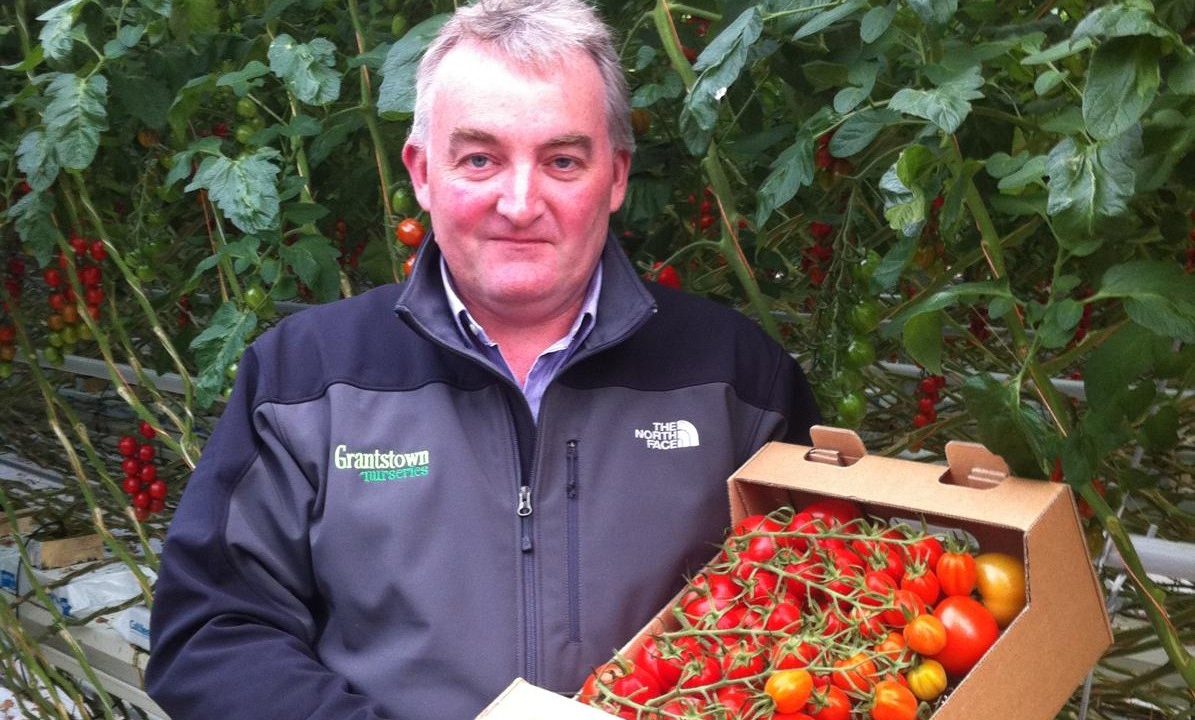 'We're a dying breed' - Irish tomato grower - Agriland.ie