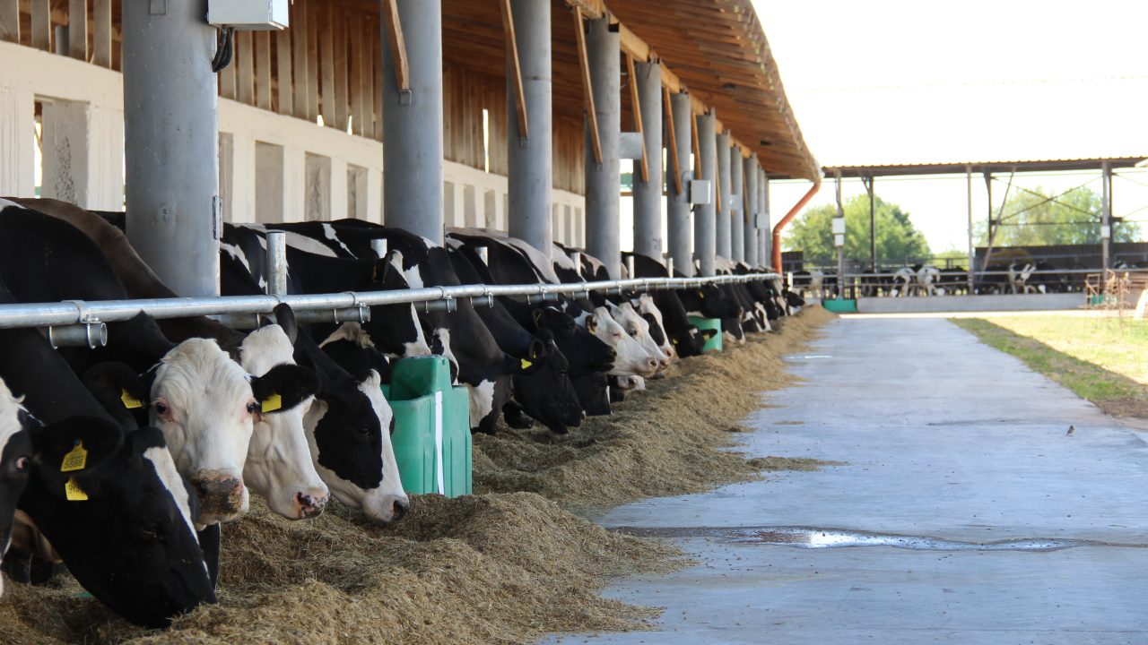 The challenge of milking cows near the front line in Ukraine - Agriland.ie