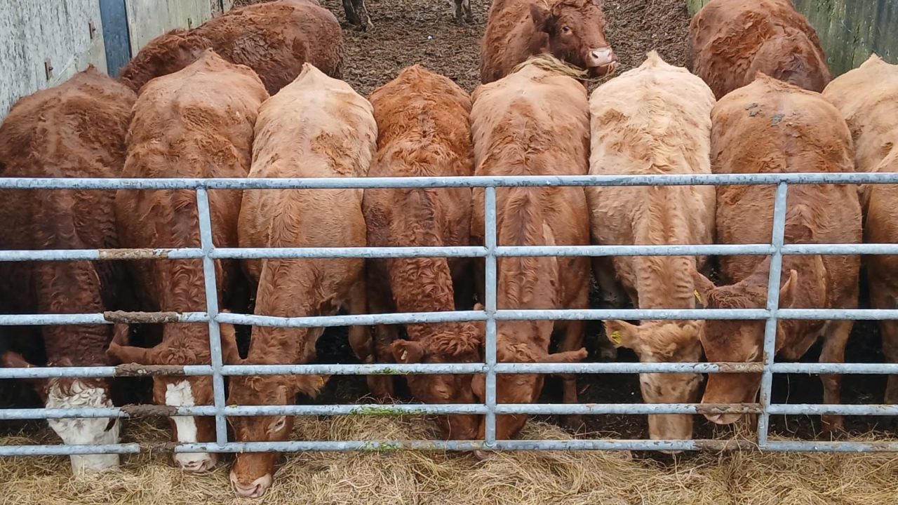 Suckler herd of deceased Clare agri-contractor to be dispersed ...