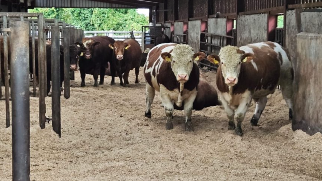 Update from zero-grazing bull beef trial at ICBF Tully - Agriland.ie