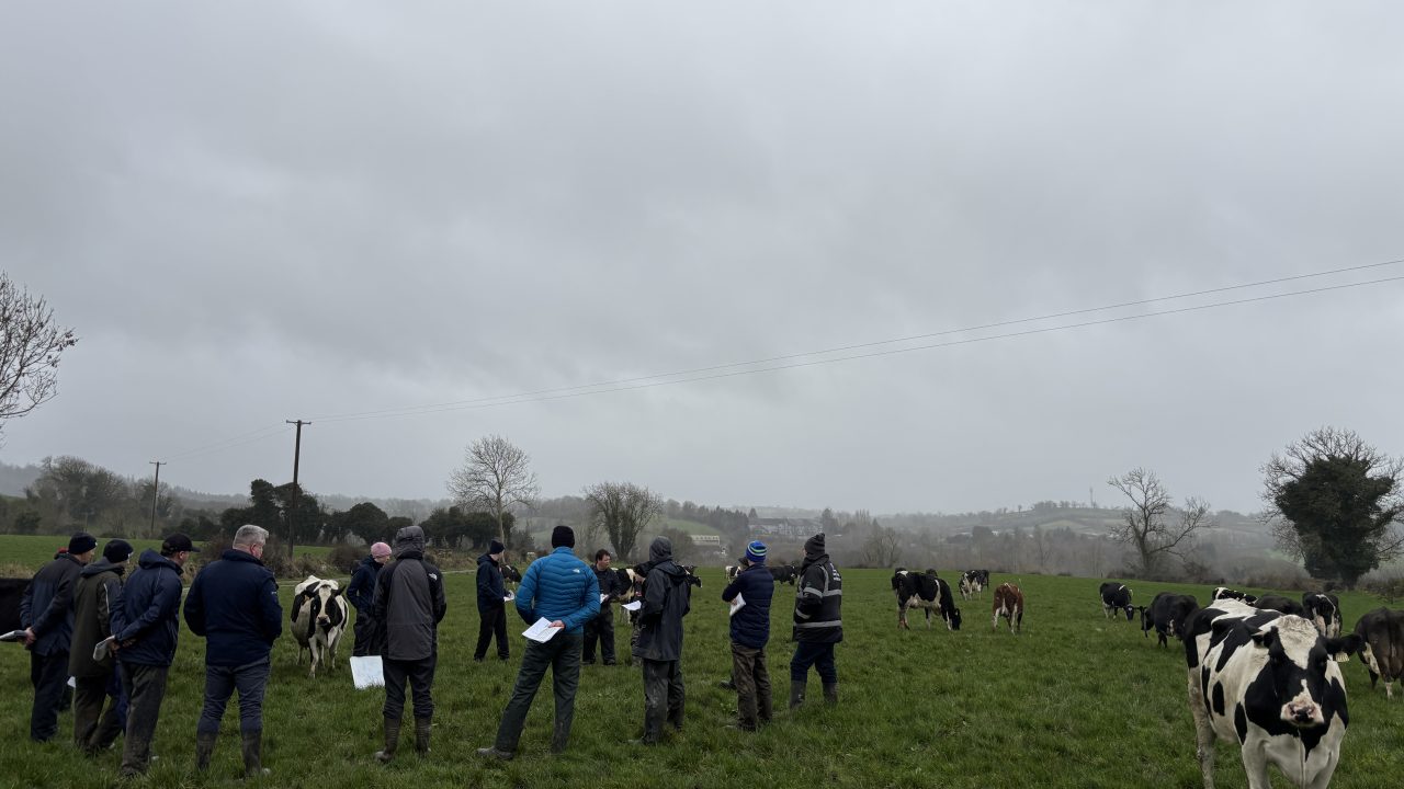 Spring grazing: Cows see grass in Co. Monaghan - Agriland.ie