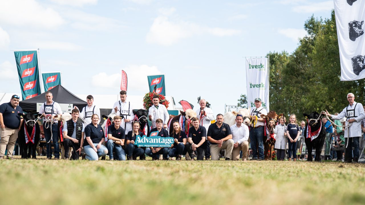 €37,700 in prizes for ABP Beef Bulls of the Future at Iverk Show ...