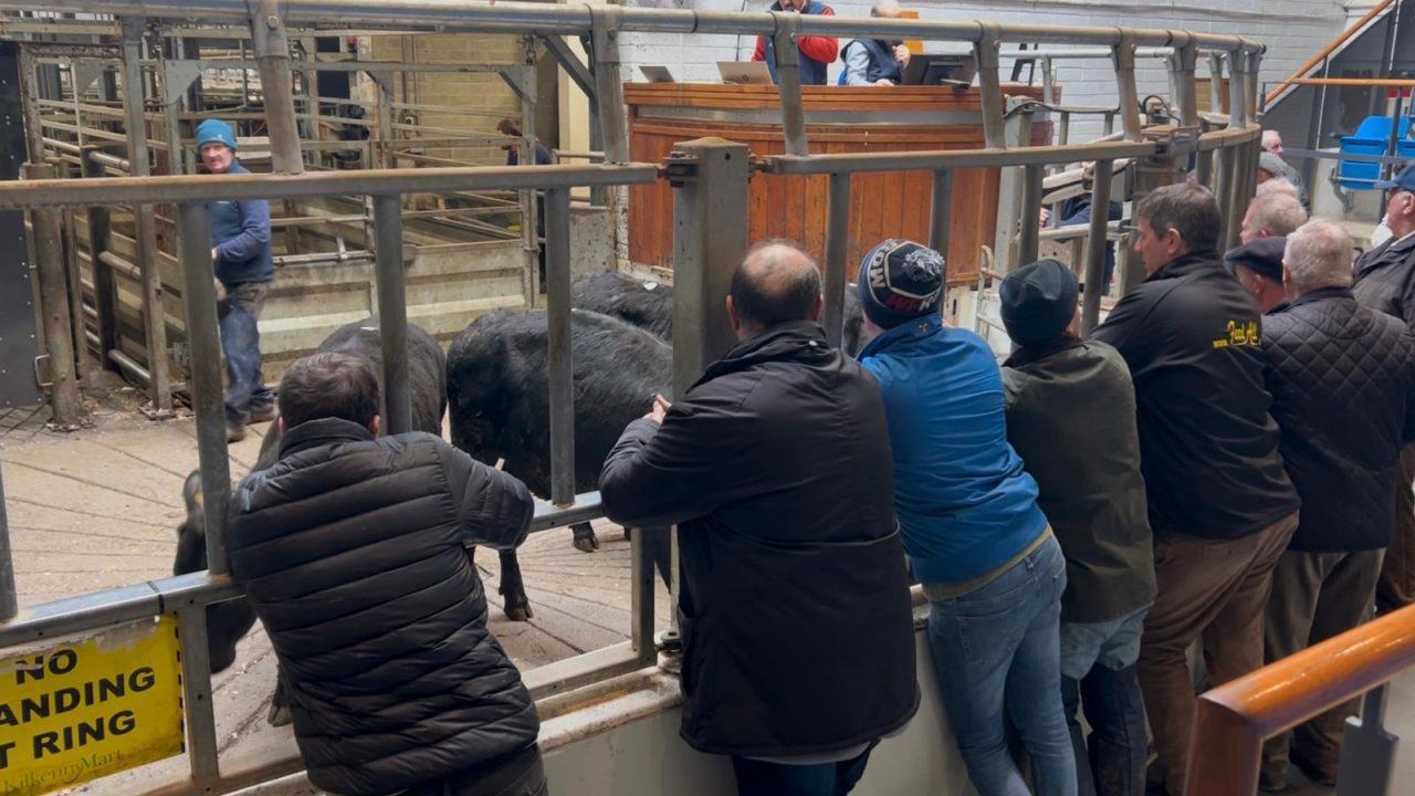 Mart report: A look at cattle prices from Kilkenny sale - Agriland.ie