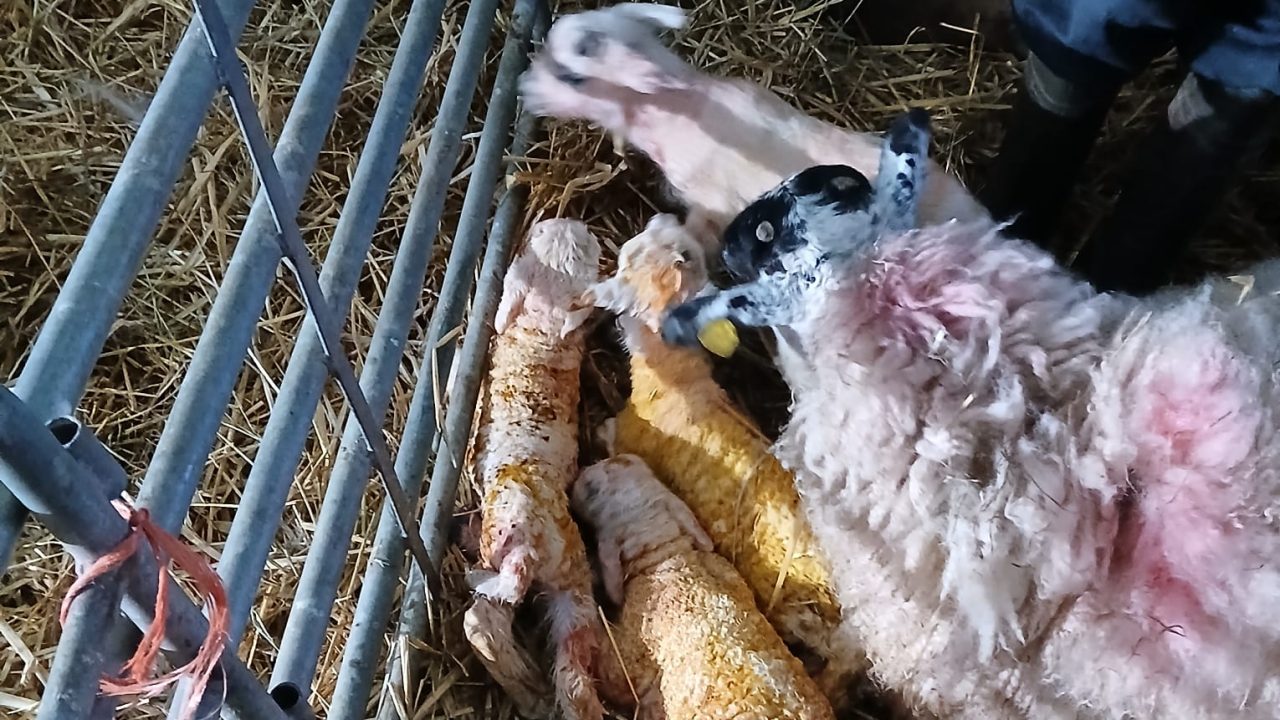 Quadruple delight for Donegal farmer as mule ewe delivers four lambs ...