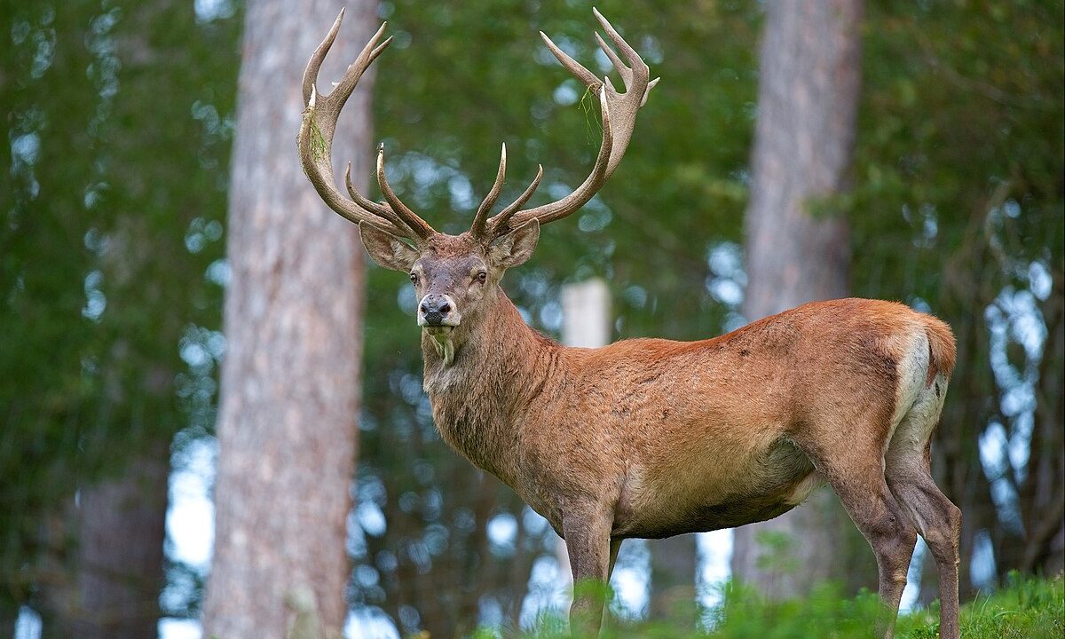 Achill deer management programme in place to ‘improve road safety ...