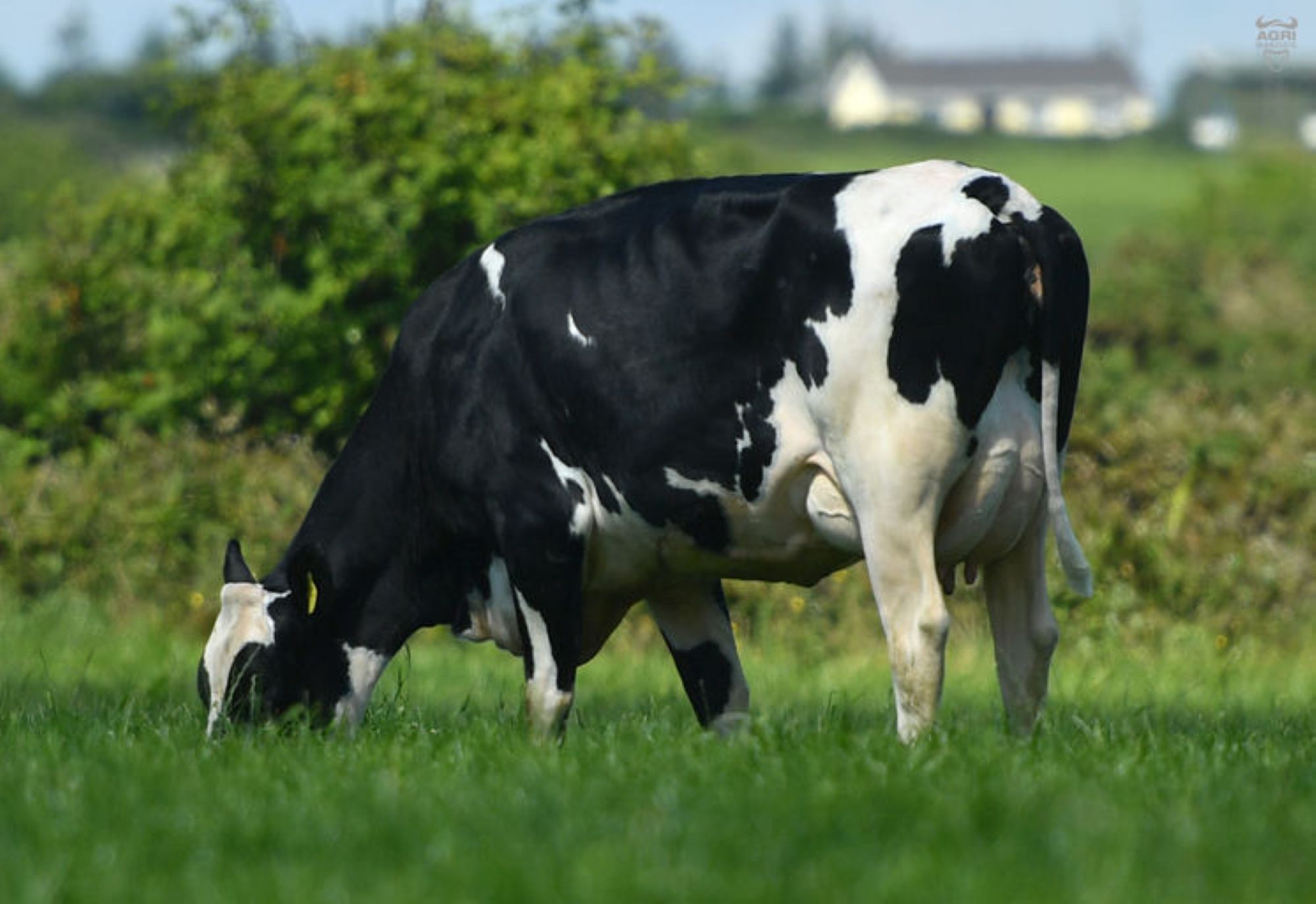 Top 75 bulls on the Active Bull List are all Irish-bred - Agriland.ie