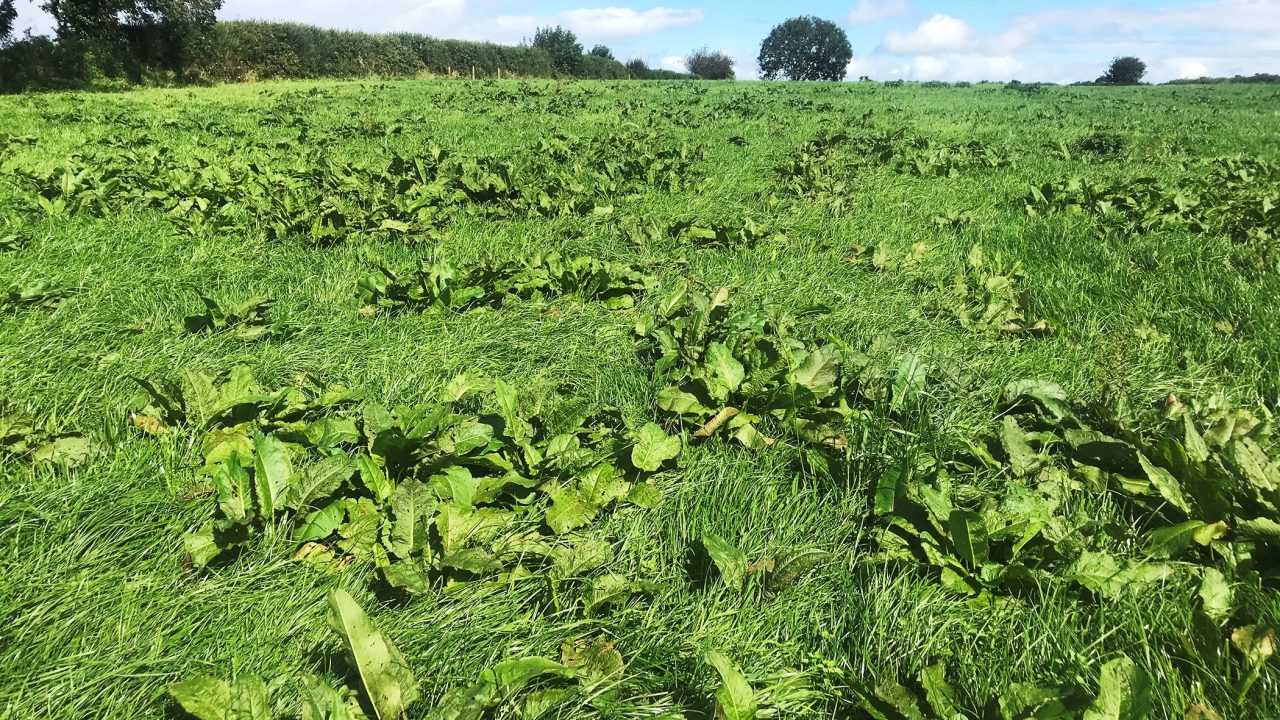 Effective weed control for higher yields and better-quality forage ...