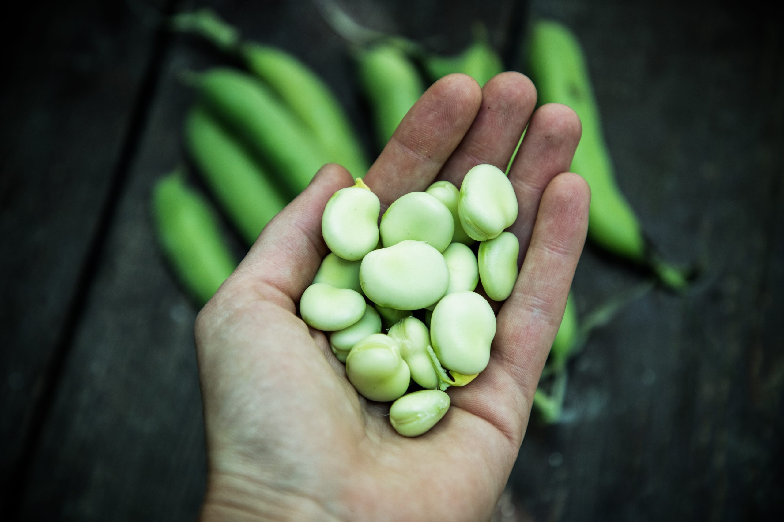 Webinar to explore role of faba beans in Europe’s plant-protein future ...