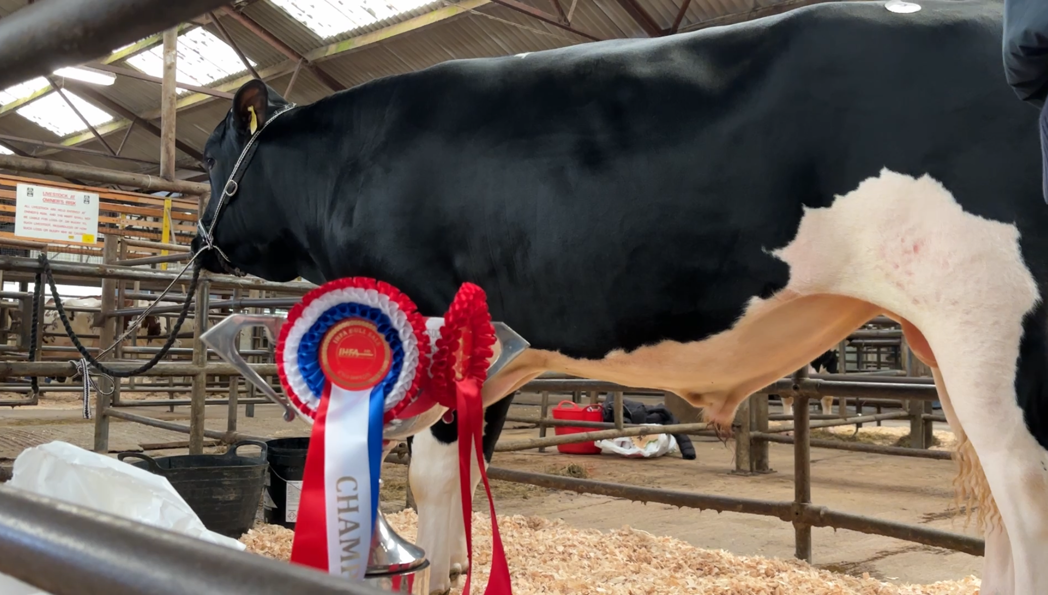 Watch: €6,600 made at IHFA premier bull sale - Agriland.ie