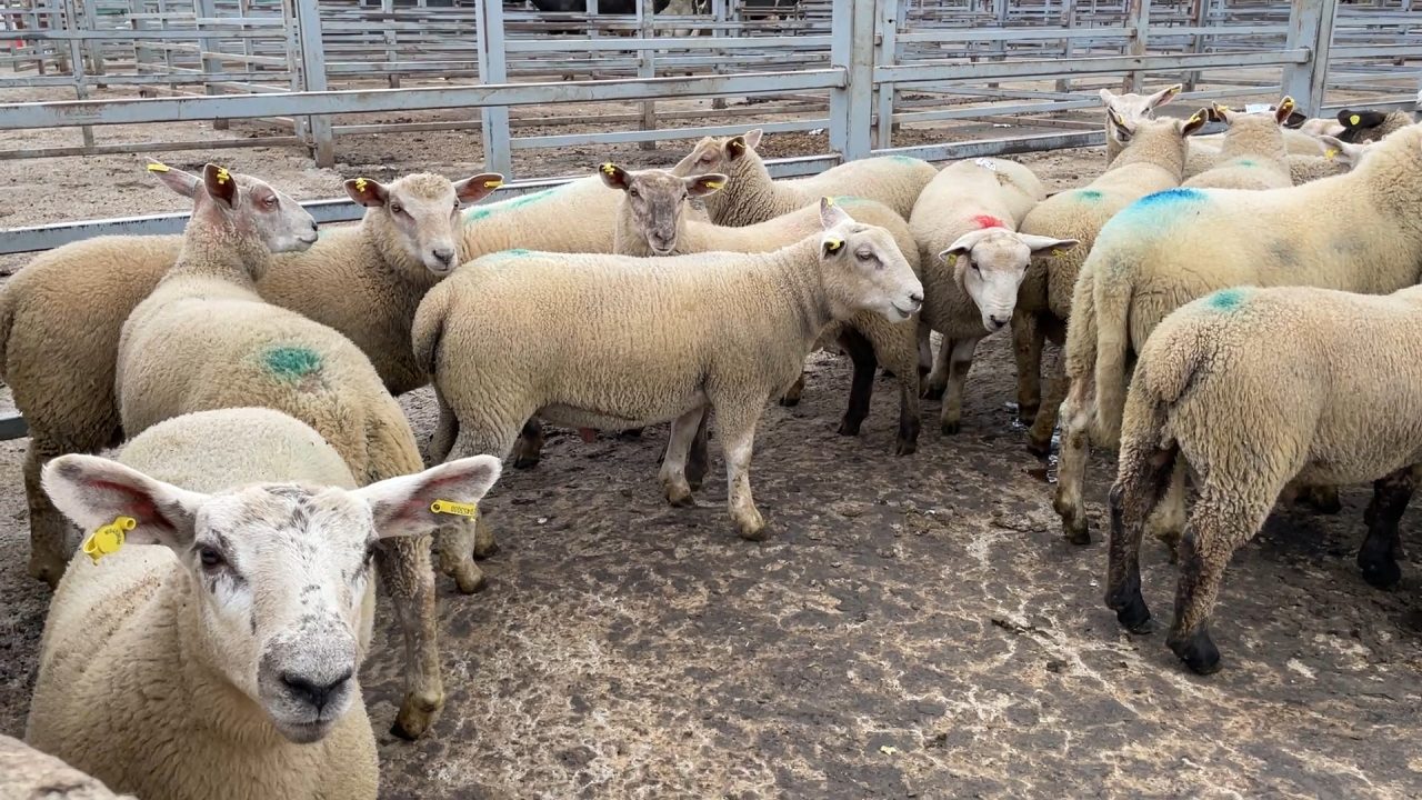 Watch: Strong sheep and dairy prices drive 'positive' trade at Carnew ...