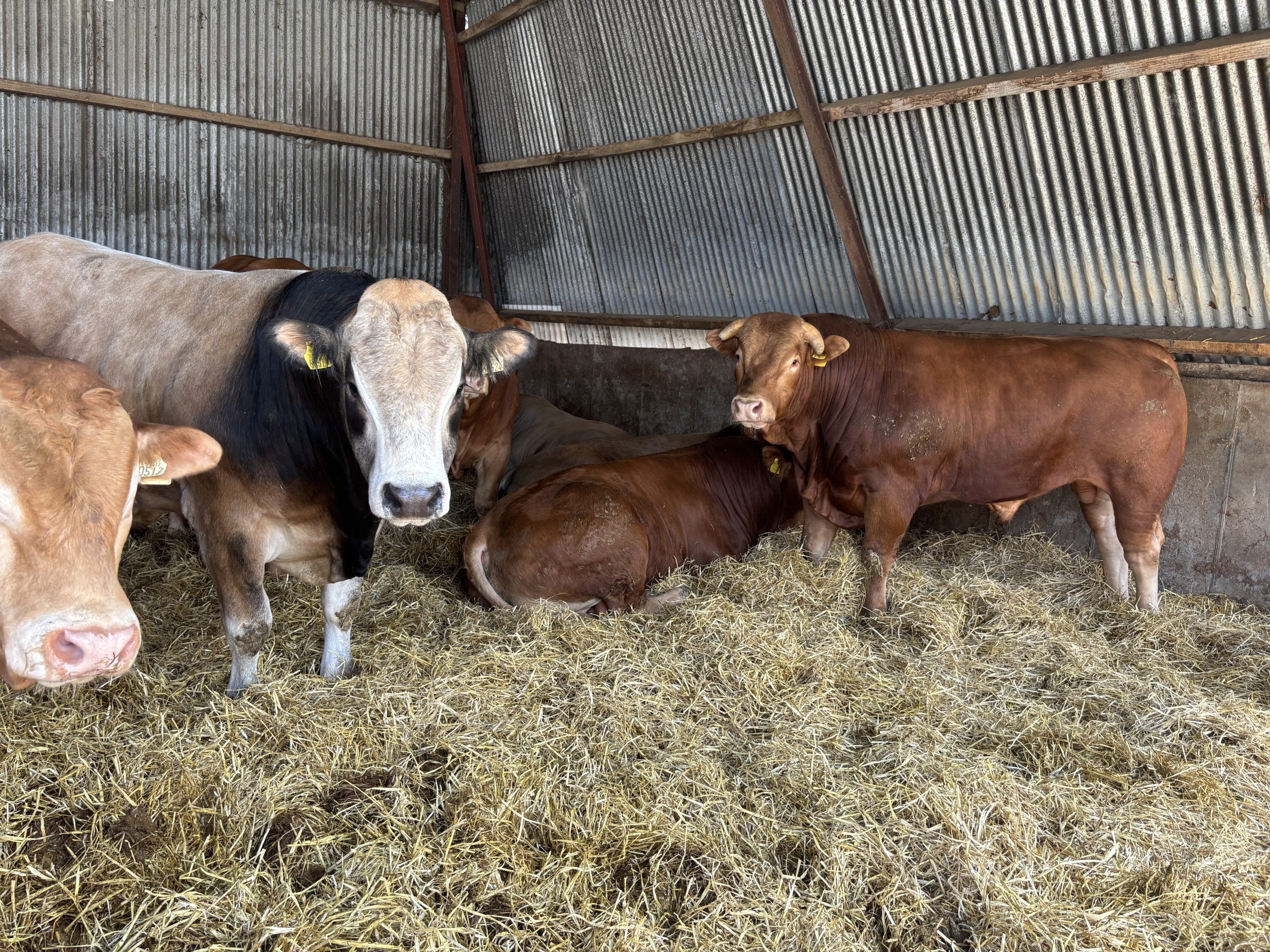 Target weights for suckler bull beef systems - Agriland.ie