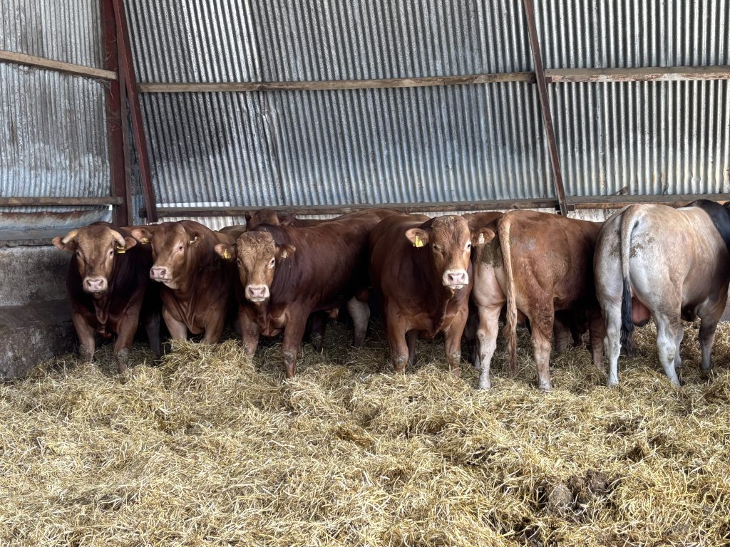 Beef focus: Less common sire breeds effective on Laois suckler-beef ...