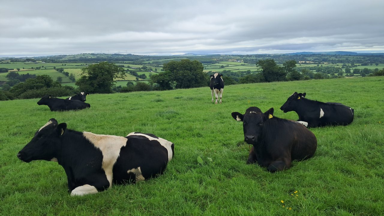Grass management during the summer for dairy beef systems - Agriland.ie