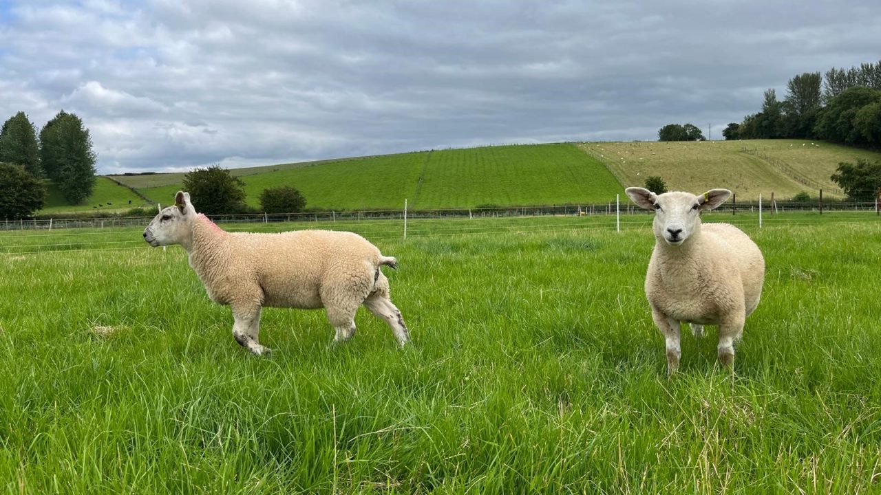 Research: Selective dosing could positively impact lamb liveweight gain ...