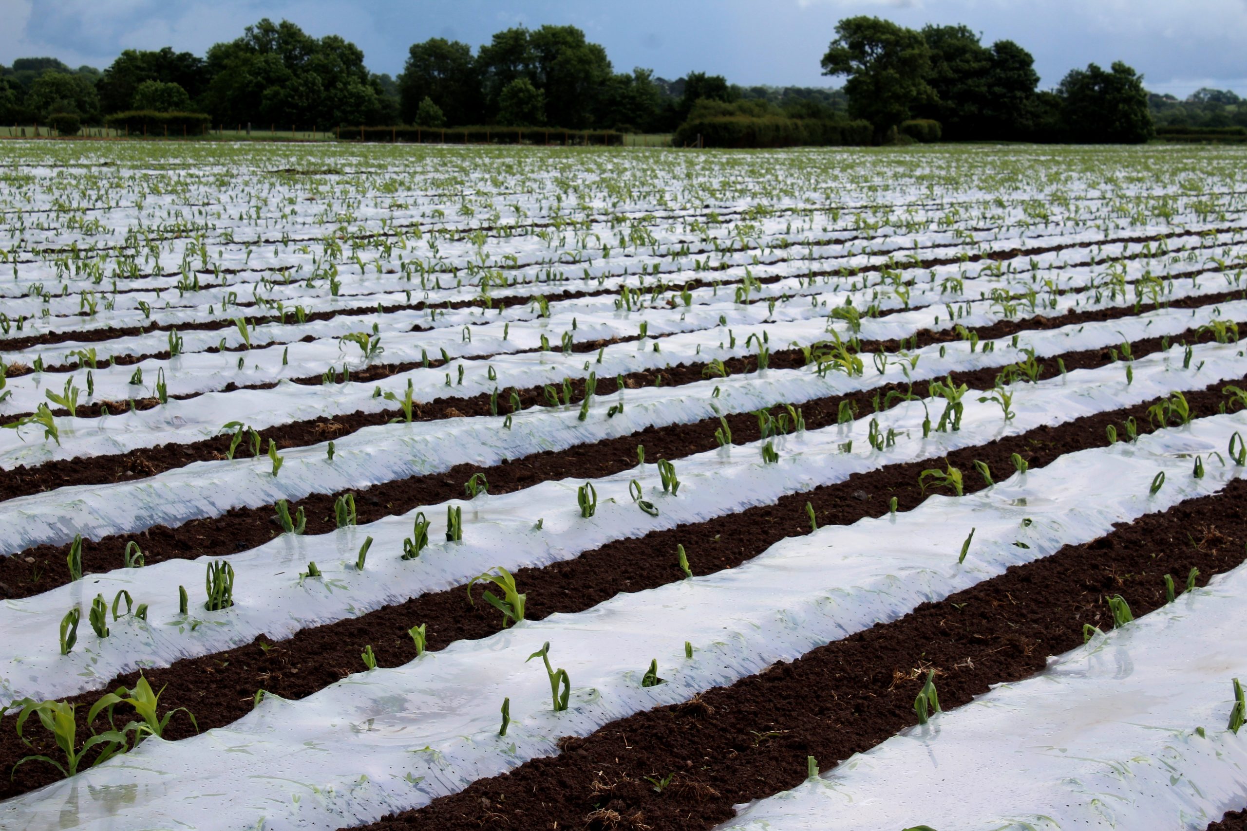 Securing optimal weed control in forage maize crops - Agriland.ie