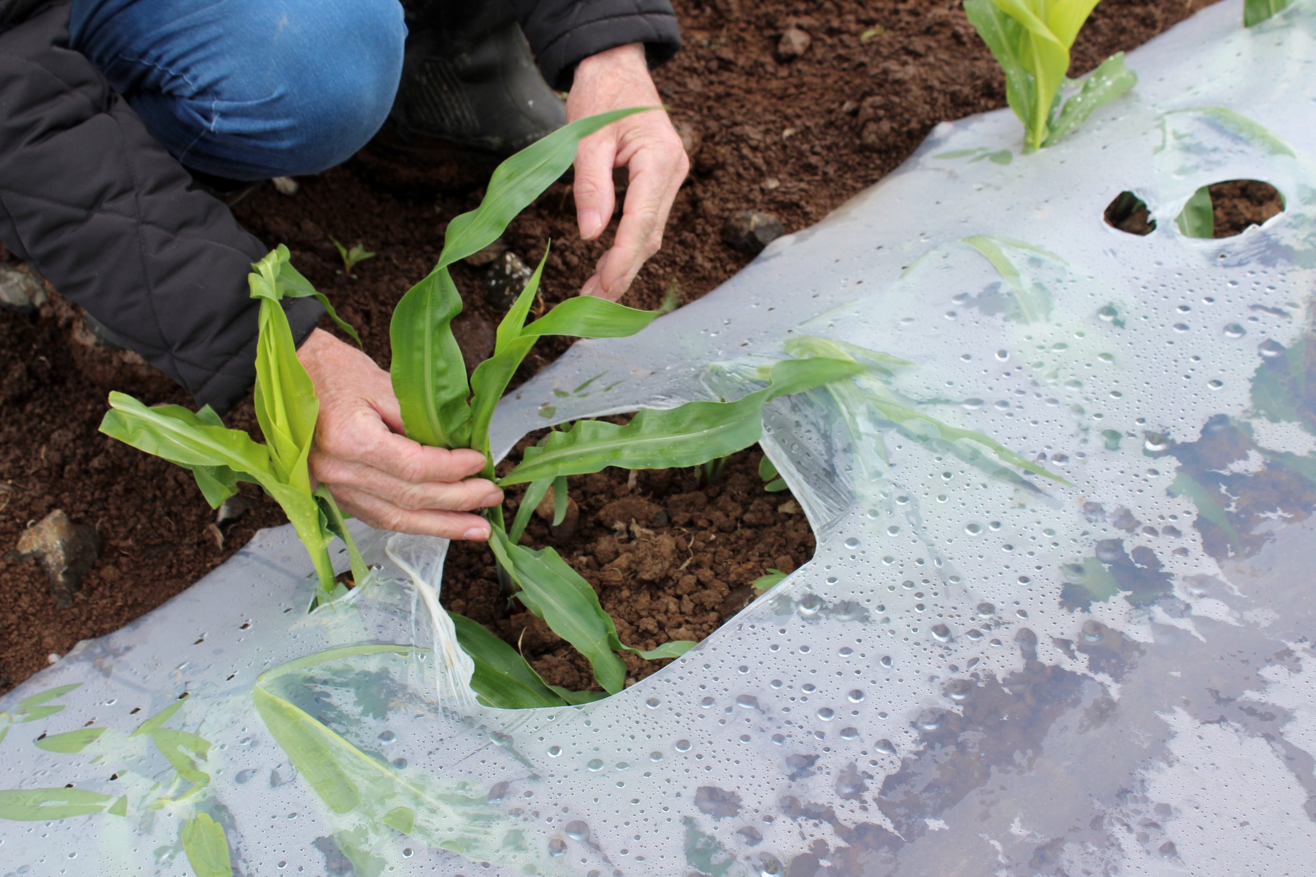 Securing optimal weed control in forage maize crops - Agriland.ie