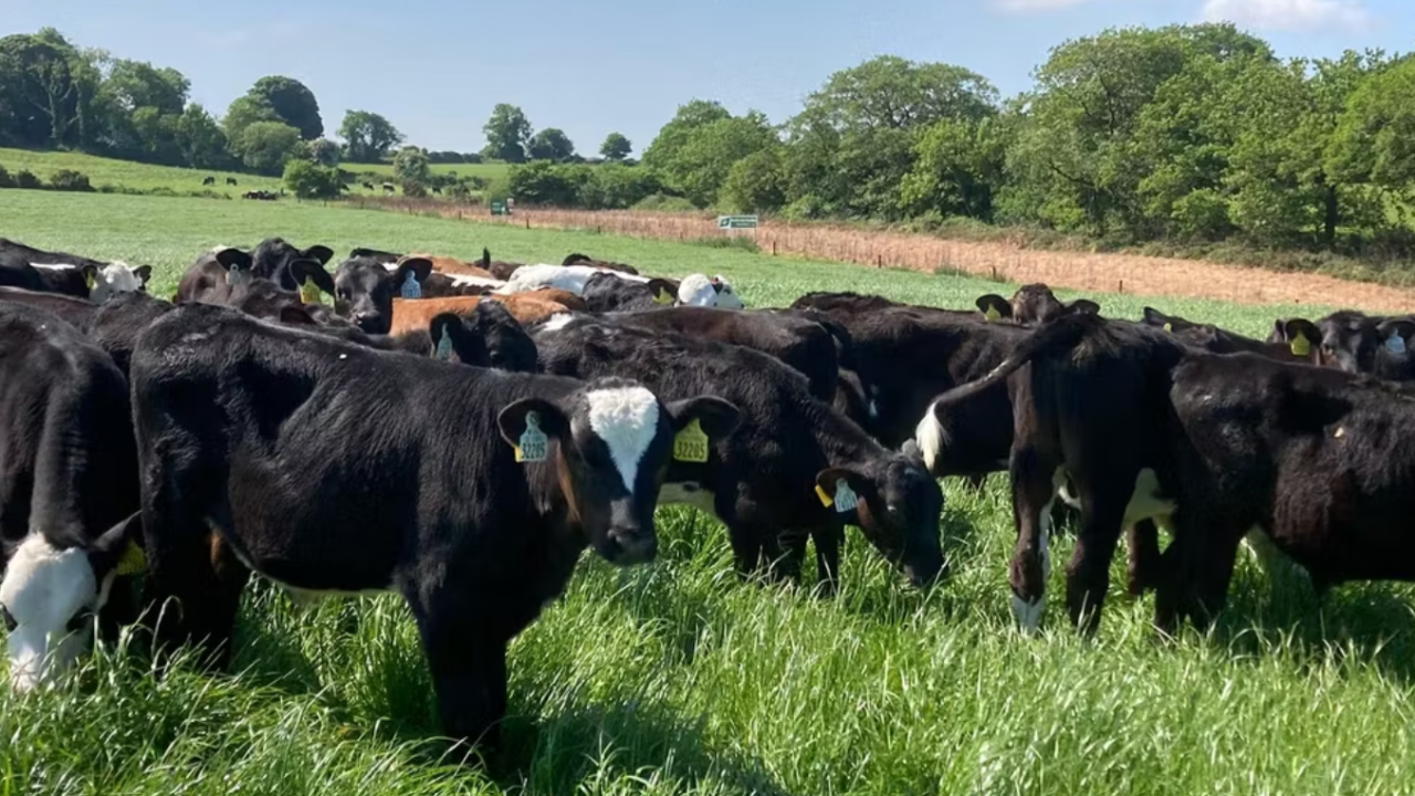 Advantage Beef Programme tips on transitioning calves to grass ...