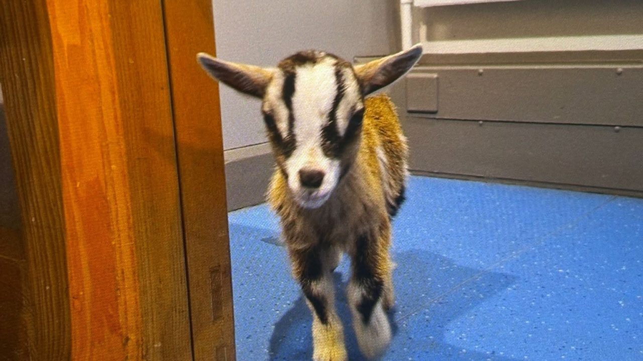 Stolen baby goat returned to farm after PSNI arrest two suspects ...