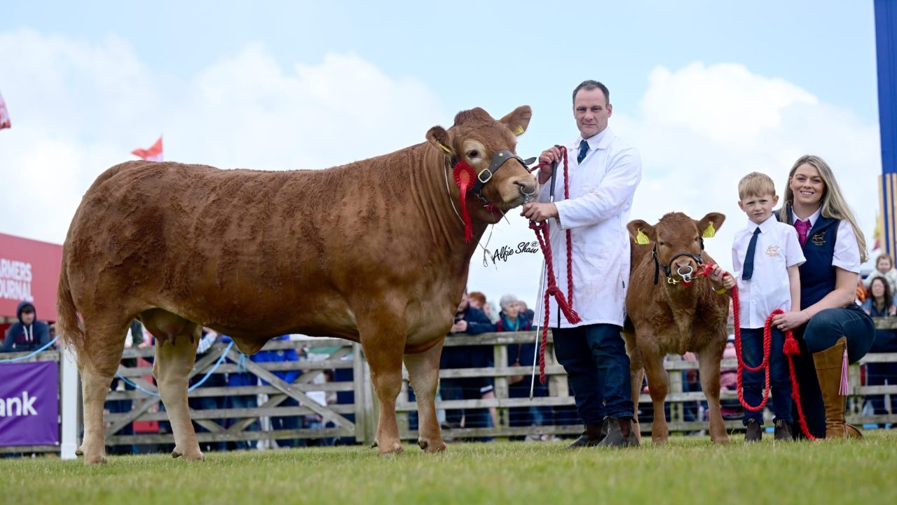 Crawford Brothers takes Ballymena inter-breed beef championship ...